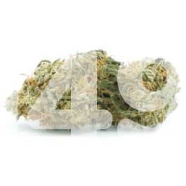Buy Auto Blue Cheese Seeds | Auto Blue Cheese Strain | I49