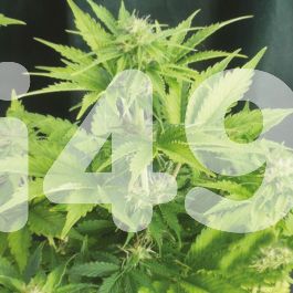 Buy Auto Critical x Mazar Seeds | Auto Critical x Mazar Strain | I49