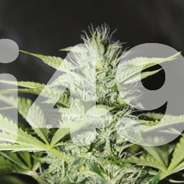 Buy Auto Sweet Tooth Feminized Seeds | Auto Sweet Tooth Strain | I49