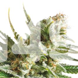 Buy Amnesia Haze Strain Seeds | Get Amnesia Haze Strain Online | I49