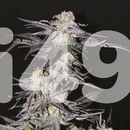 Buy Autoflower Black Jack Seeds Online | i49 USA