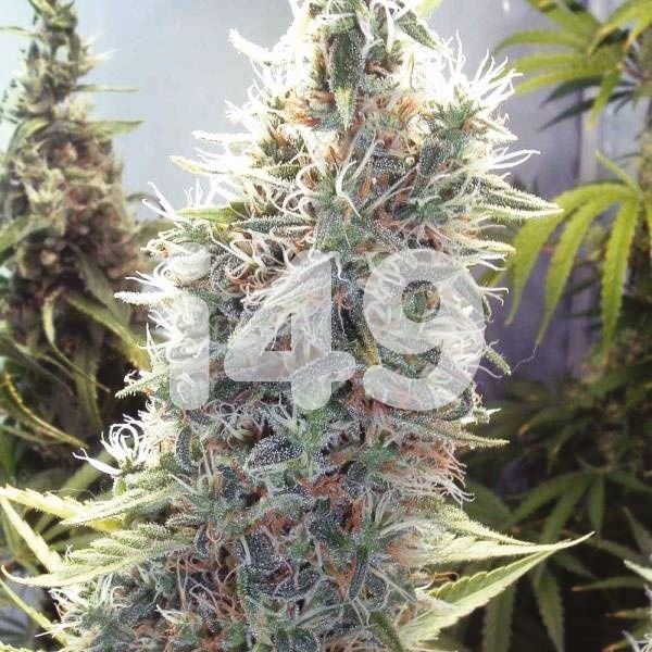 Buy Cinderella99 Strain Seeds | Get Cinderella99 Strain Online | I49