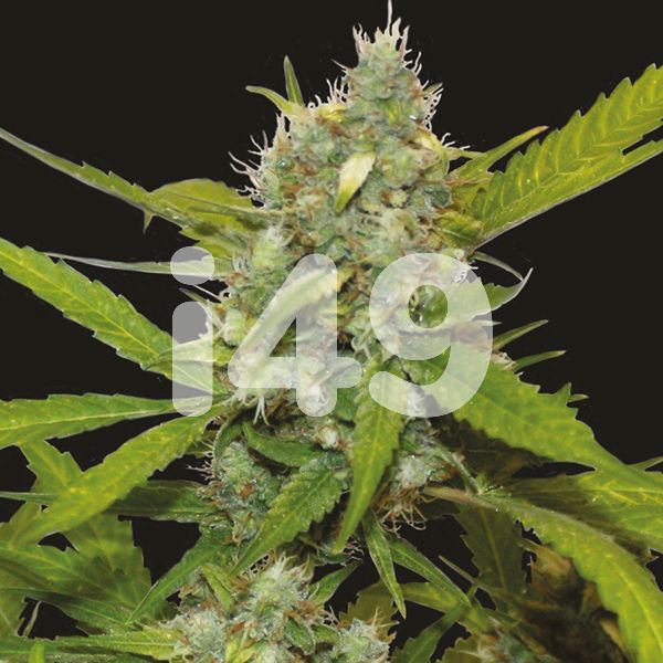 Buy Auto Sweet Tooth Feminized Seeds | Auto Sweet Tooth Strain | I49