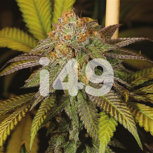 Buy Lavander Strain Seeds | Get Lavander Strain Online | I49