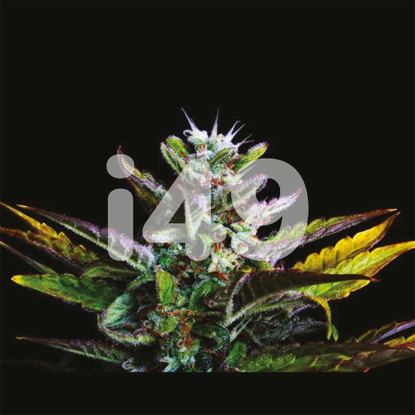 Buy Autoflower Black Jack Seeds Online | i49 USA