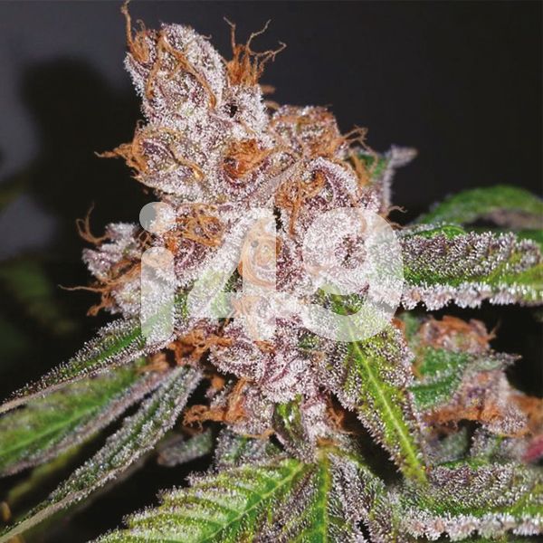 Buy Purple Urkle Marijuana Seeds For Sale | I49 Seed Bank