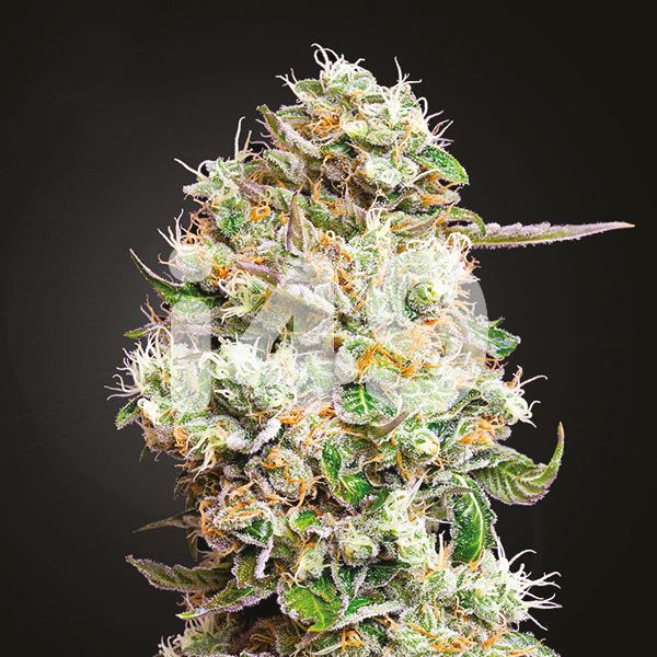 Buy Auto CBD Kush Fem Cannabis Seeds | i49 USA