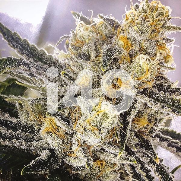Buy Stardawg Strain Seeds | Get Stardawg Strain Online | I49