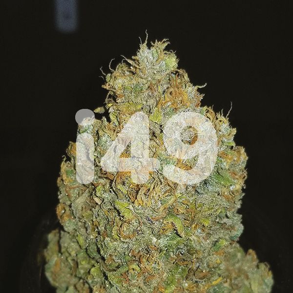Buy Auto Zkittles Feminized Cannabis Seeds | Auto Zkittles Strain | I49