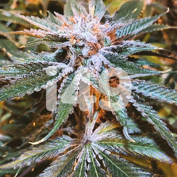 Buy Matanuska Tundra Strain Seeds | Get Matanuska Tundra Strain Online ...