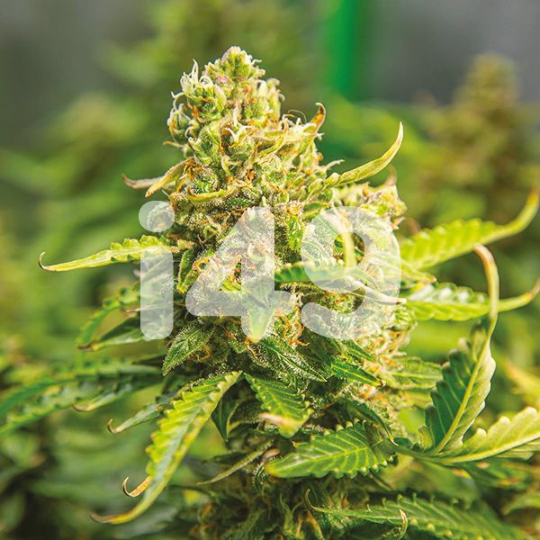 Buy Auto Zkittles Feminized Cannabis Seeds | Auto Zkittles Strain | I49