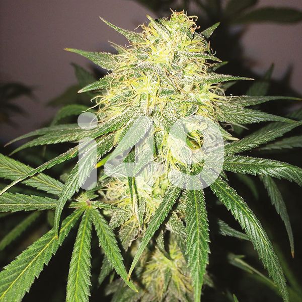 Buy Autoflower Black Jack Seeds Online | i49 USA