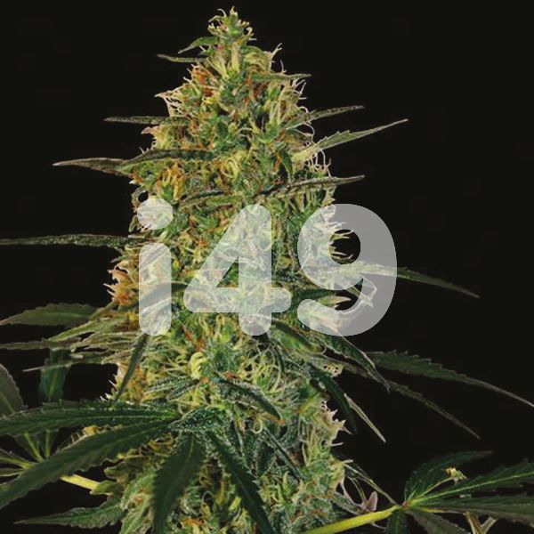 Buy Blue OG Strain Seeds | Get Blue OG Strain Online | I49