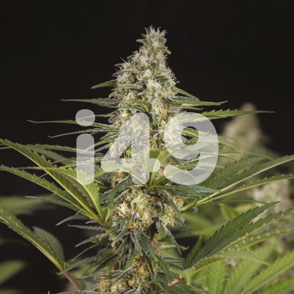 Buy Amnesia Fast Marijuana Seeds For Sale | I49 Seed Bank