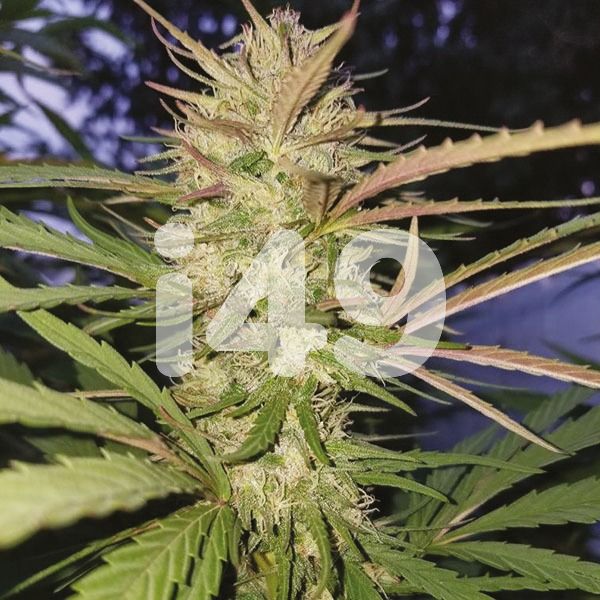 Buy Platinum Cookies Weed Seeds For Sale | I49 Seed Bank