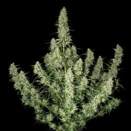 Magnum Auto Marijuana Seeds | I49 Seed Bank