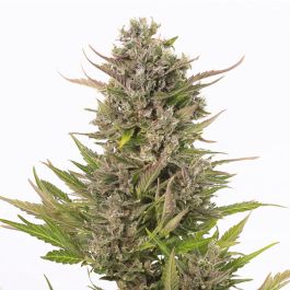 Buy Auto CBD Critical Mass Strain Seeds | Get Auto CBD Critical Mass I49
