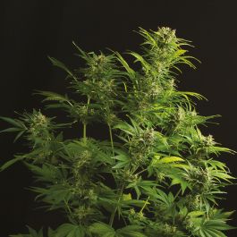 Buy Auto Haze XL Feminized Cannabis Seeds | Auto Haze XL Strain | I49