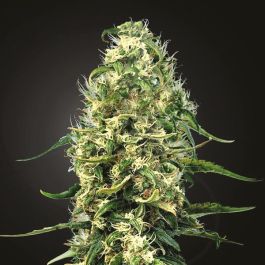 Buy CBD Super Silver Seeds | Get CBD Super Silver Strain Online | I49