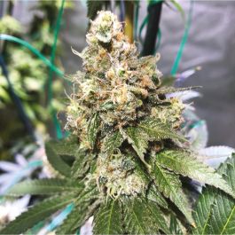 Buy Auto G13 Feminized Cannabis Seeds | Auto G13 Strain | I49