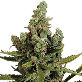 American Haze Marijuana Seeds | I49 Seed Bank