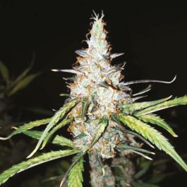 Buy Gelato Autoflower Cannabis Seeds | i49 USA