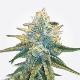 Buy Autoflower Super Silver Haze Marijuana Seeds on Sale I49 Seed Bank