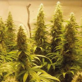 Buy Regular Mazar Weed Seeds For Sale | I49 Genetics