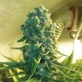 OG Kush Reg Marijuana Seeds | I49 Seed Bank