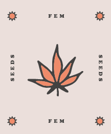Buy Cannabis Seeds Online | Marijuana Seeds USA | i49 Seed Bank